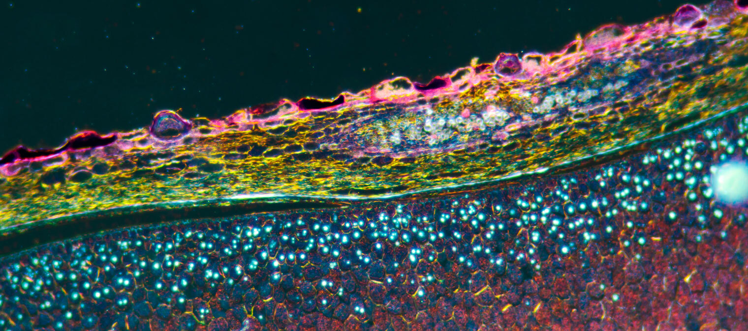 The future of cellular science: with MitoQ’s head of science